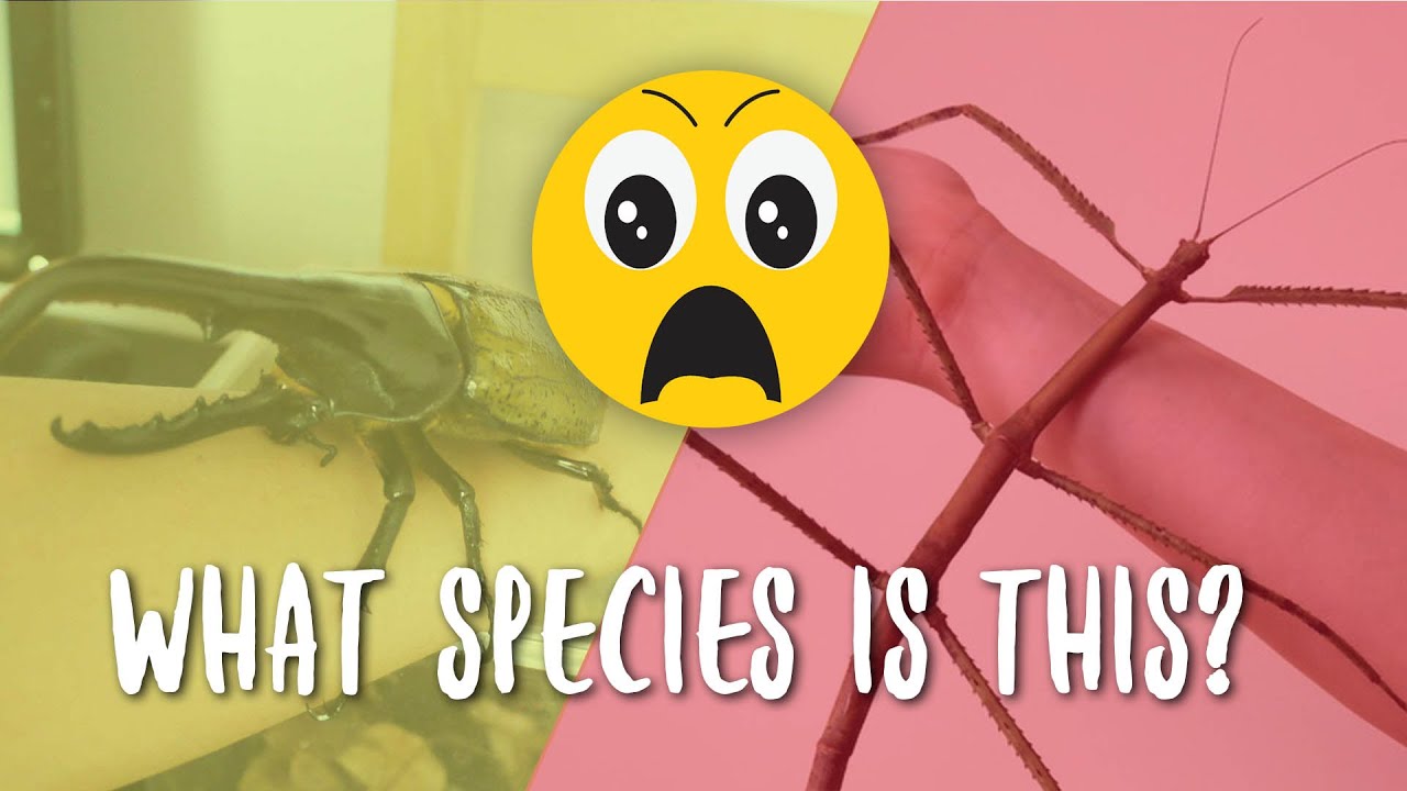 FindPlant - Insect identifier app