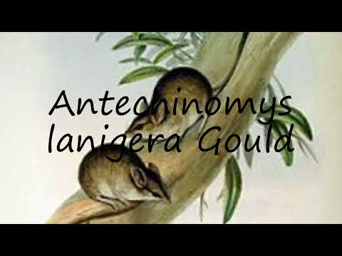 How to pronounce Antechinomys lanigera Gould in English?