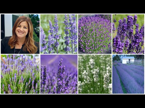 Top 7 Most Popular Varieties of Lavender (+ Lavender Basics)! ππΏπ // Garden Answer
