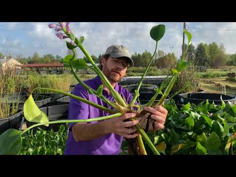 Water Hyacinth Management