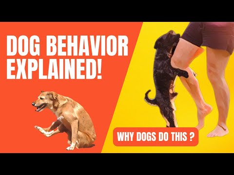 The Meaning Of The 20 Strangest Dog Behaviors | Topissimo Animals