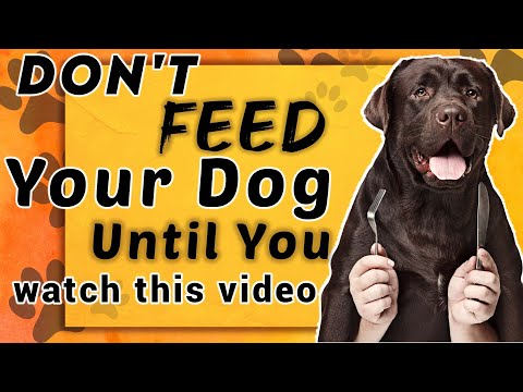 12 Facts About Dog Food That Will Blow Your Mind Off!