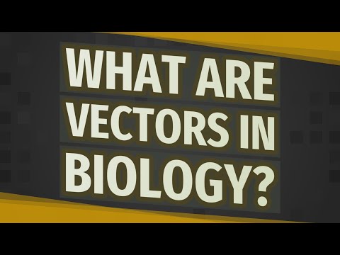 What are vectors in biology?
