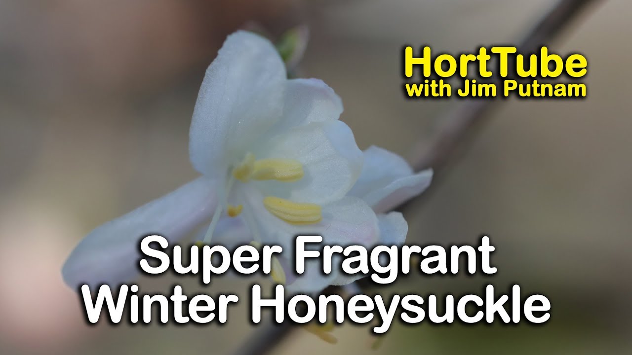 Super Fragrant Winter Honeysuckle Details