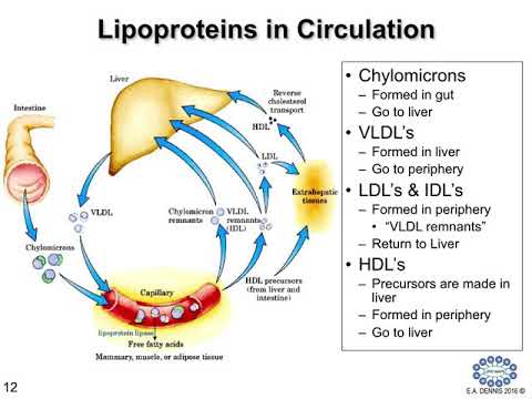 ERM1 LIPIDOMICS LEC 2A PODCAST Lipoprotein Structure and Receptor Function