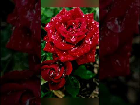 Flowers Images Gallery || Beautiful Flowers Gallery || Cute Flowers ||