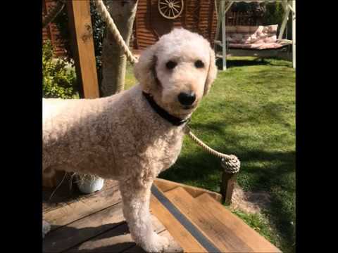 Charlie - The C word !! (Adults Only Dog Swearing