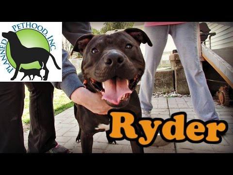 Ryder: Planned Pethood