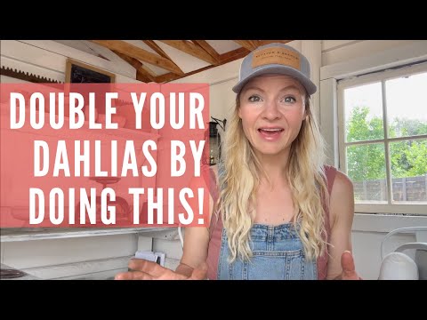 How to pinch dahlias for more flowers!