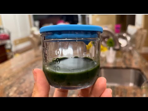 How to Make Pandan Extract. Cách Làm Nước Cốt Lá Dứa. #pandan #howto #ladua #shorts #cáchlàm