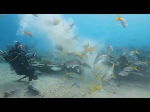 Fish Chum Yellowtail Up and Snapper Up web hort version