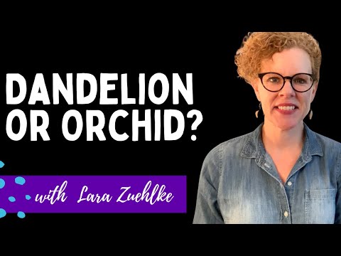 Are You a Dandelion or Orchid? with Lara Zuehlke