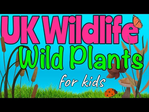 SCIENCE 🌿 PLANTS for kids | Wild Plants 🌿 Miss Ellis #namingplants #wildplants