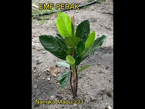 EMF PERAK Nangka Madu J33 Lifeblog 菠萝蜜