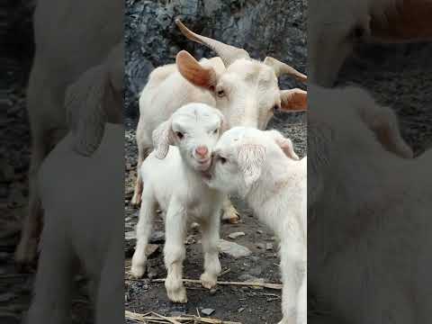 Goat Family Bliss Mama and Babies Living Their Best Life! 🐏🌿#cutefarmanimal #cute #whitegoat