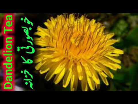 Dandelion Tea Benefits in Hindi/Urdu| Khobsorti ka khazana| Skin like Teenager by Television web