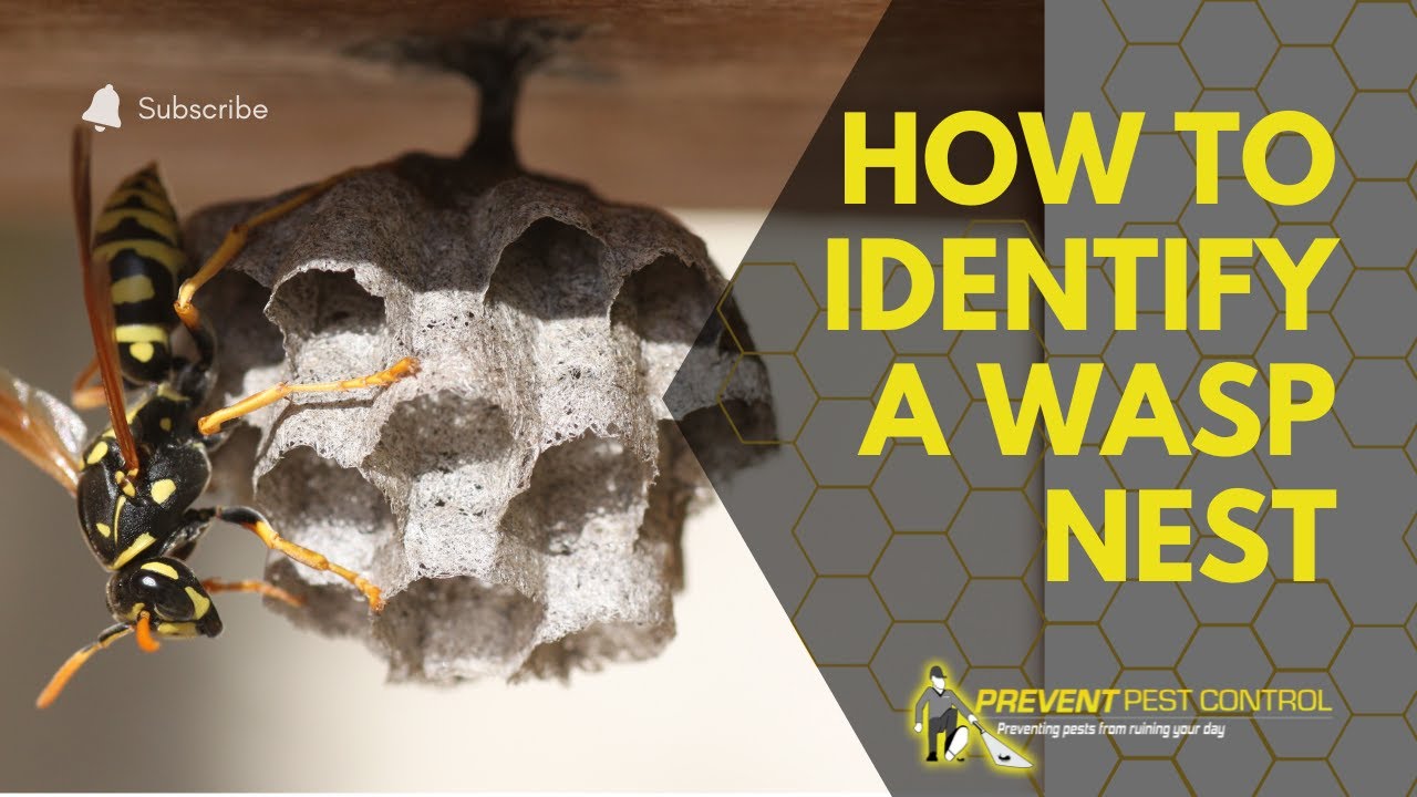 How to Identify a Wasp Nest