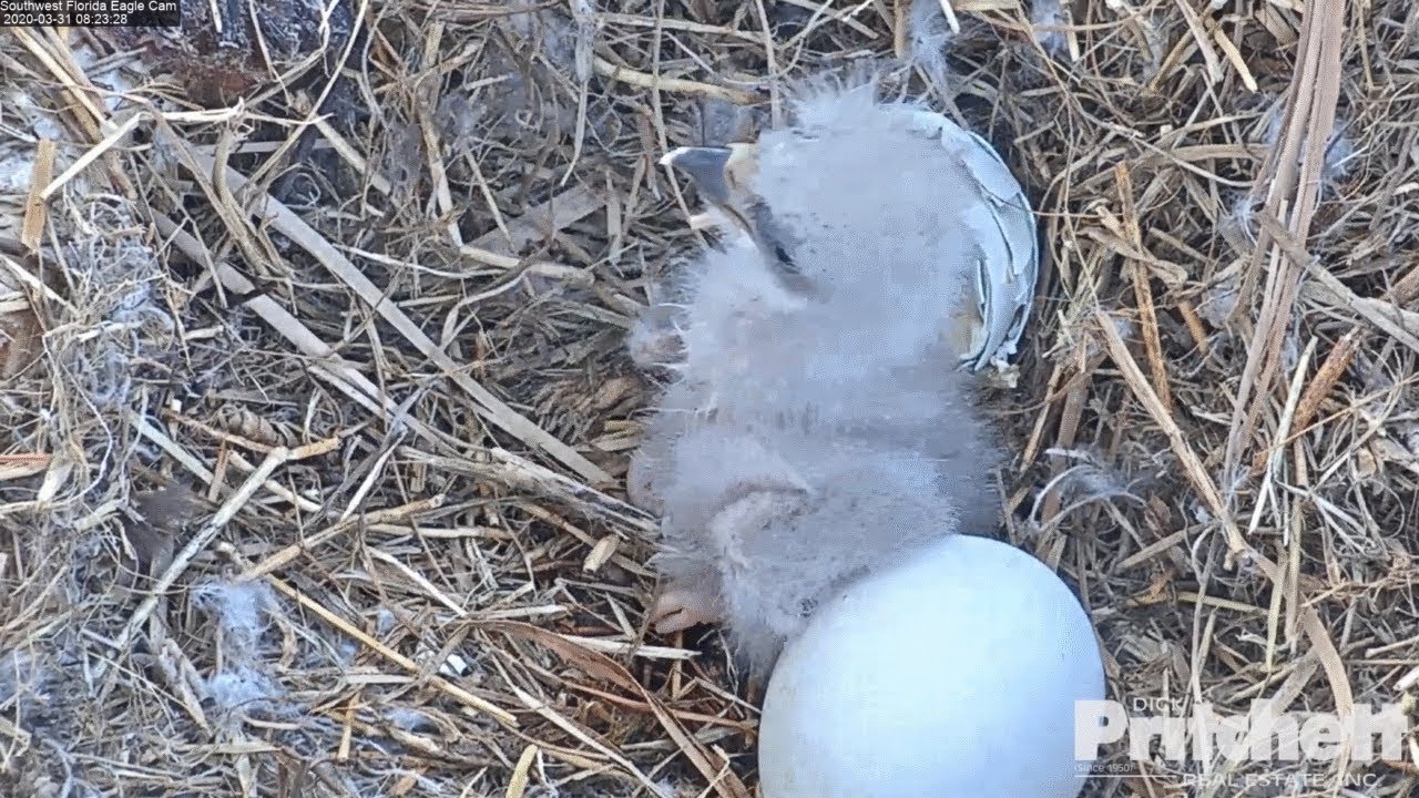 60+ Live Webcams for Virtual Office Backgrounds ...