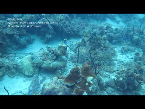 Diseased corals on Flat Cay reef, St. Thomas, US Virgin Islands