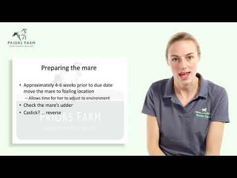 Pregnancy in your mare