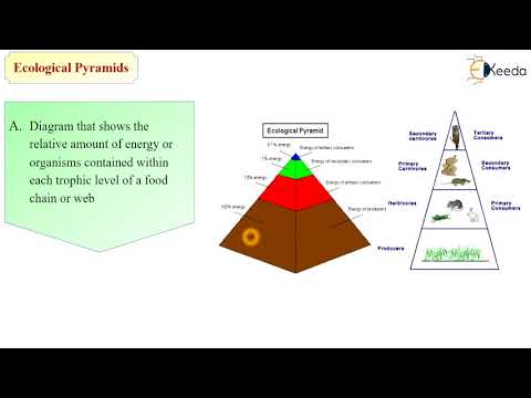 Ecological Pyramid Video Lecture - GATE Environmental Science