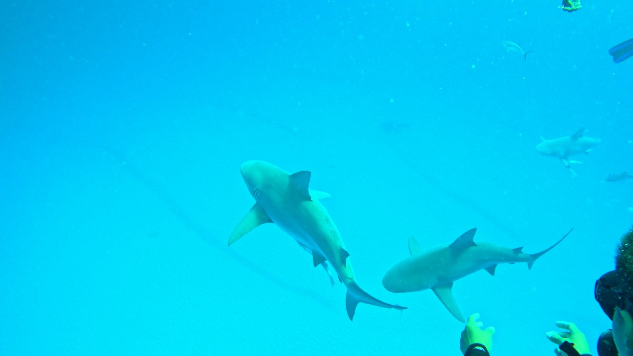Surrounded by bull sharks in Playa del Carmen Mexico!