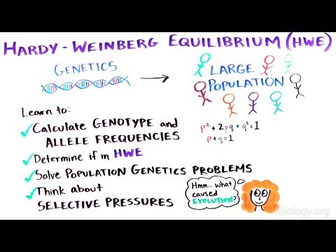 What is the Hardy-Weinberg Equilibrium?