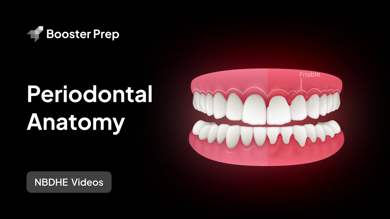 Periodontics | Periodontal Anatomy | NBDHE