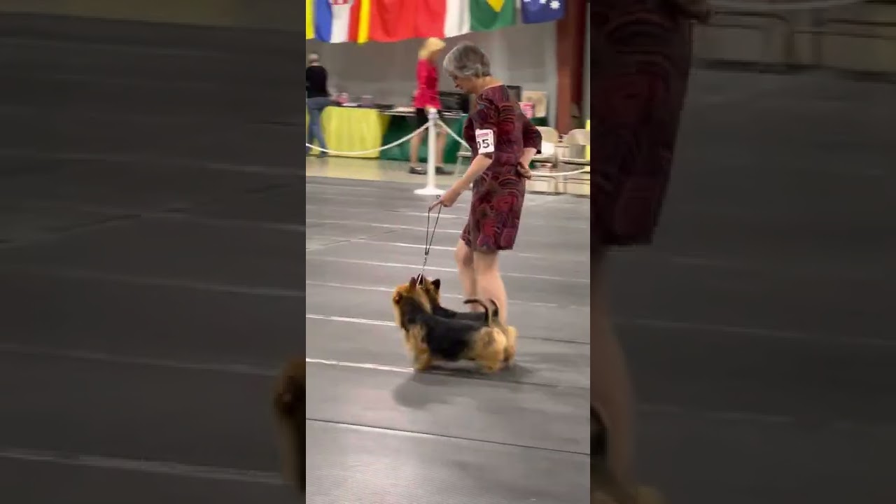 Tidewalker Australian terriers in terrier Group Brace