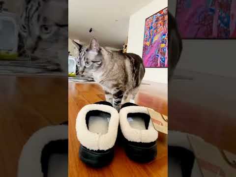 😻 cat inspects brand new pair of house shoes (dearfoams slippers)