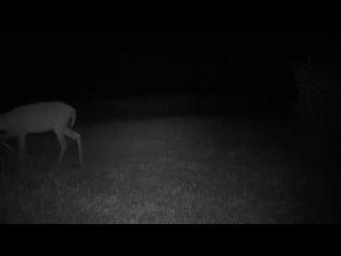 Spypoint Solar Game Camera Video