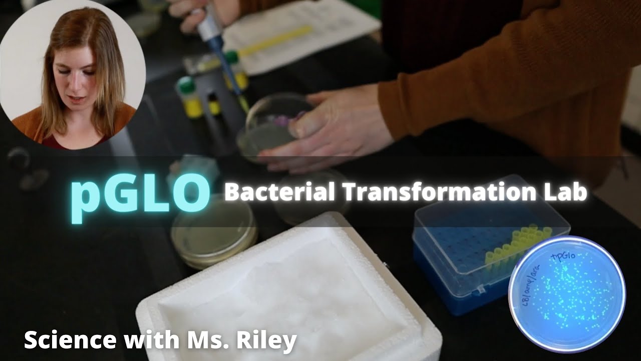 pGLO Bacterial Transformation Lab | Biology Lab with Ms. Riley