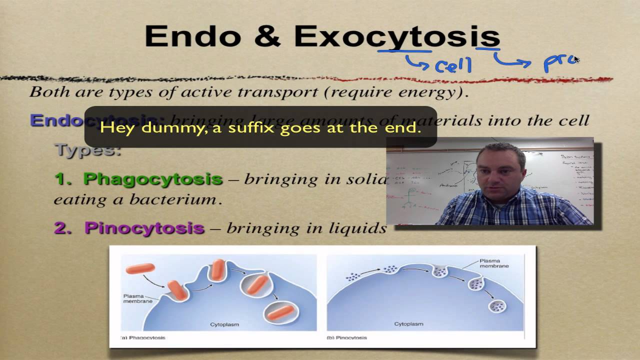 Chapter 7 Part 12 - Active Transport