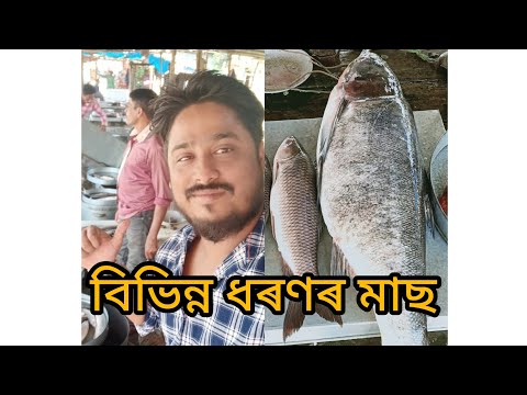 Changsari fish market in Assam##Mukut vlogs Assam