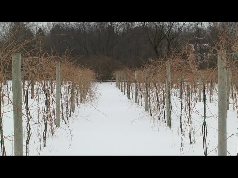 The secret to Wisconsin vineyards surviving harsh winters