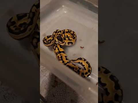 Defensive Baby Ball Python 🐍