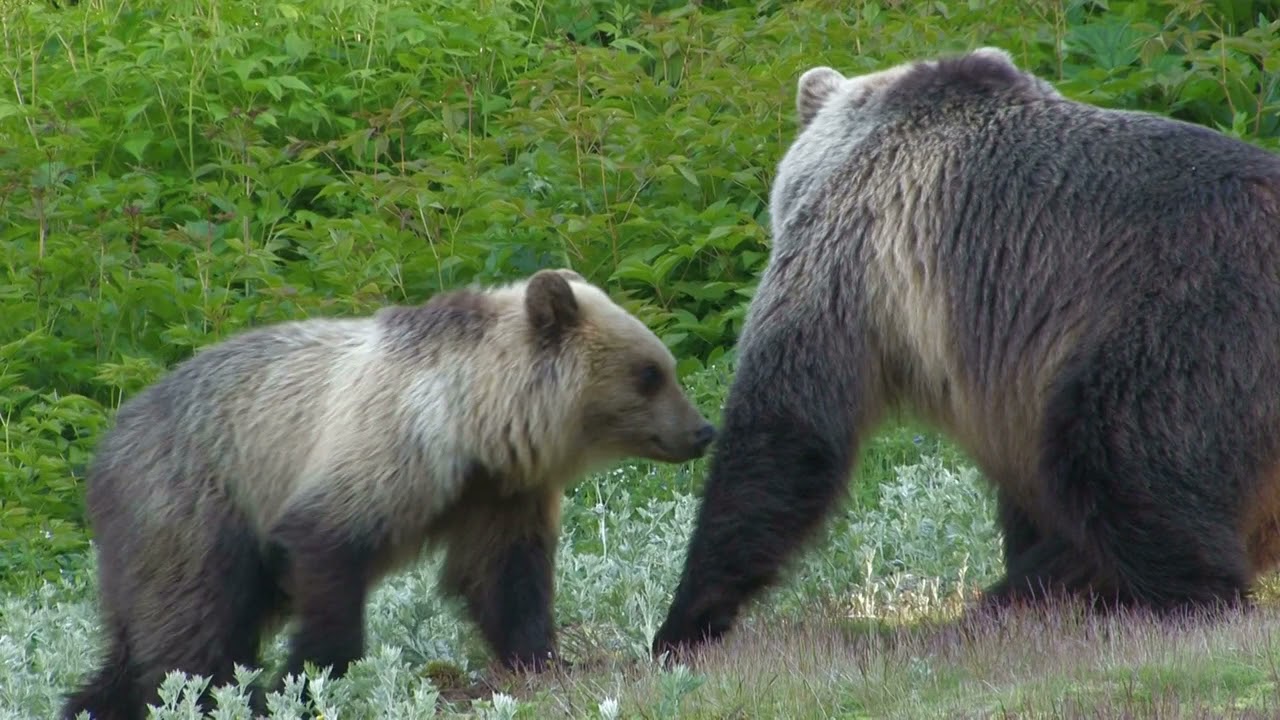 Four Facts About Canada - Learn English ESL (Listening and Worksheet)