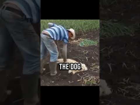 This man buried his dog alive because.. 🥺 #shorts