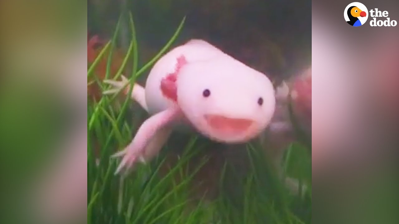 Netradiční mazlíček: axolotl – Alíkoviny – Alík.cz