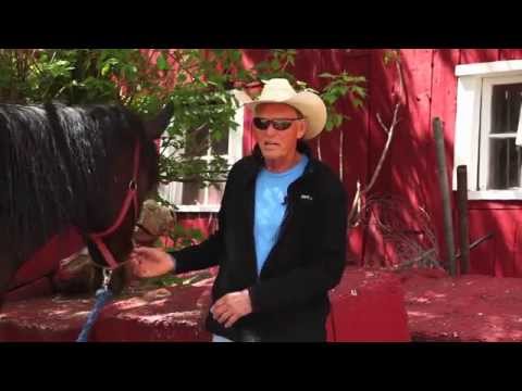 What is the difference between Western and English horseback riding?
