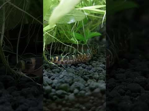 What is your favourite bottom feeder?....