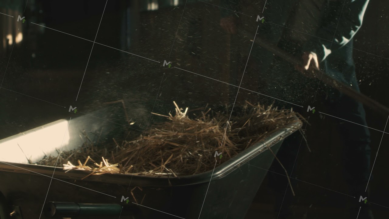 Crop man loading wheelbarrow with straw
