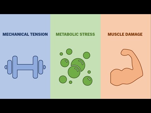 The Mechanisms of Muscle Hypertrophy | What Stimulates Muscle Growth?