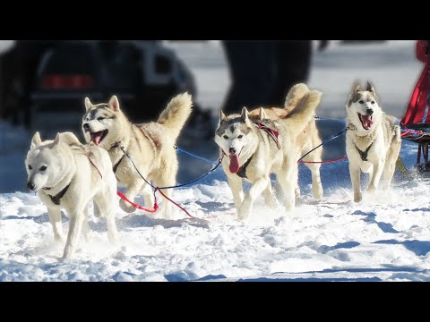 My Husky Can Run HOW Fast? | Siberian Husky Facts #shorts