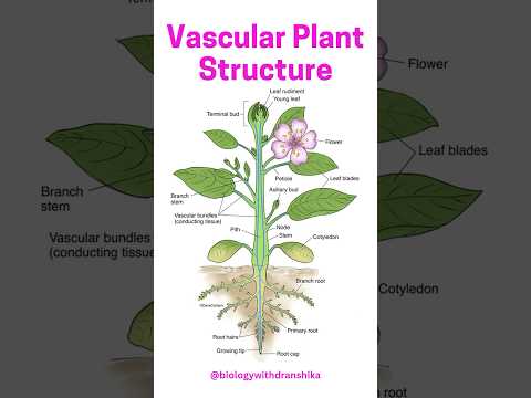 Life of a Vascular Plant: Network of Roots, Stems, and Leaves Working Together for Growth & Vitality