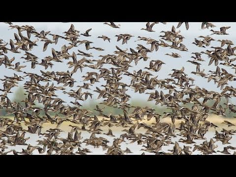 Birds of the Mississippi River Delta | Cornell Lab of Ornithology ...