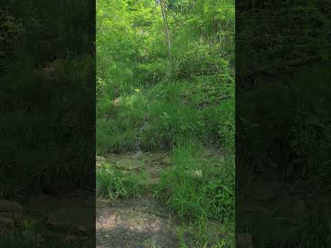 John Bryan State Park in Yellow Springs, Ohio! 🌲🌳🏞️ #Ohio #Nature #StatePark #Hiking #Outdoors