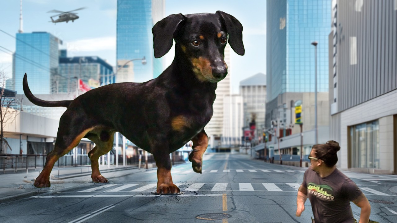 Ep 68: WIENERZILLA — Attack of the Giant Dachshund!
