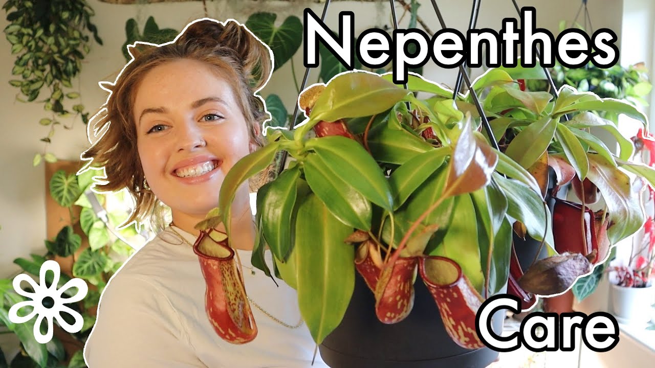 Nepenthes care tips | How I care for these carnivorous plants indoors