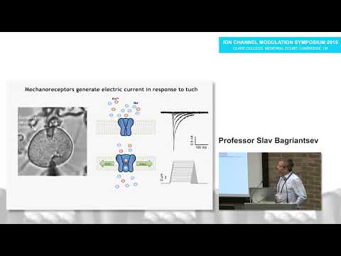 Professor Slav Bagriantsev – Yale University, USA